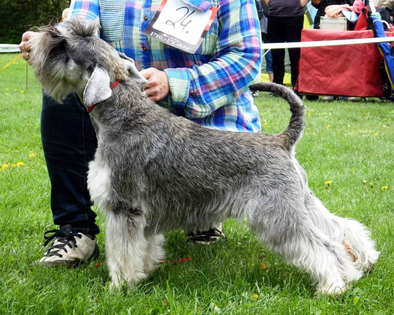 DARIEN GREY YARICA :: YARICA